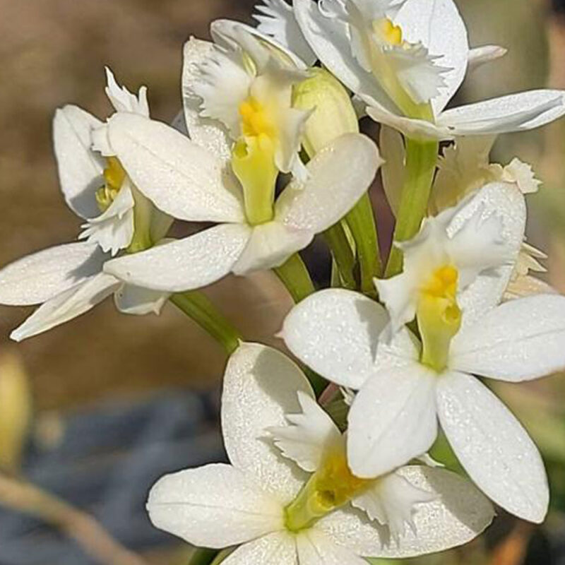 Buy Orchid Plants Online || Purchase Orchid Plants Online || Thodupuzha ...