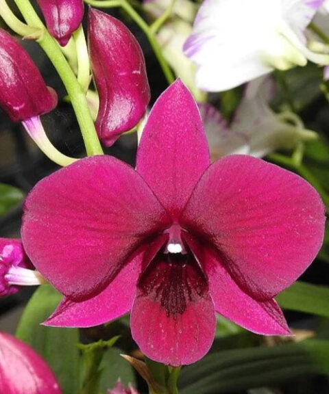 Buy Orchid Plants Online || Purchase Orchid Plants Online || Thodupuzha ...