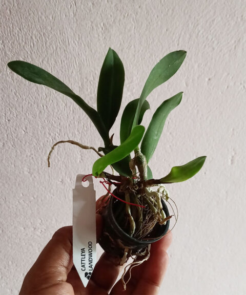 Cattleya Seedlings Combo – THODUPUZHA ORCHID GARDEN